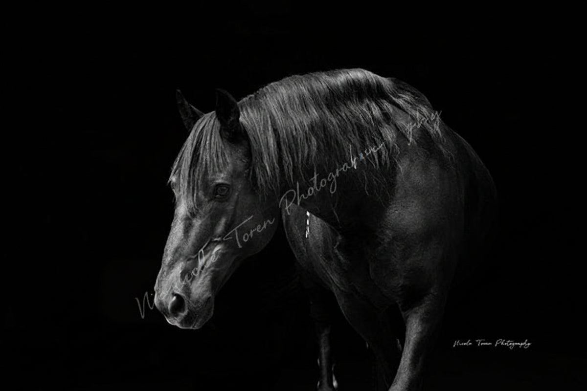 Tonic Equestrian