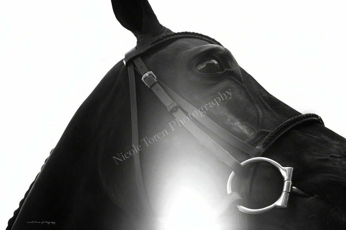 Tonic Equestrian